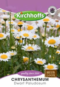 Chrysanthemum Paludosum - Kirchhoffs